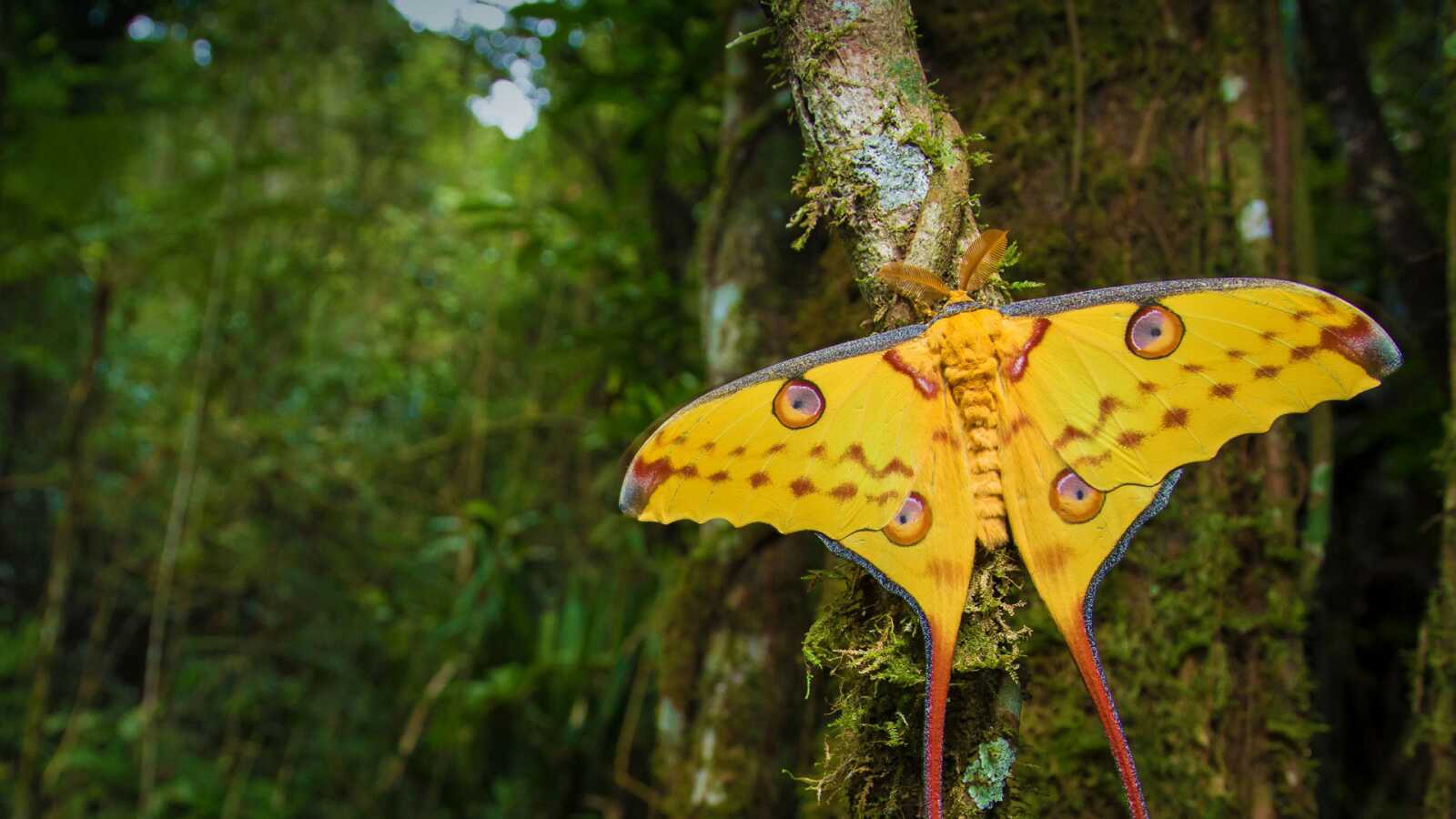 Moth Wallpapers (38 images) - WallpaperCat