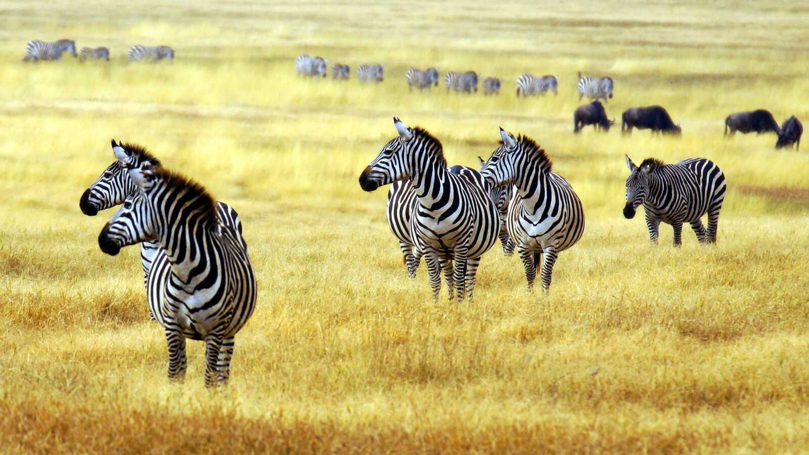 Zebra Wallpapers (48 images) - WallpaperCat