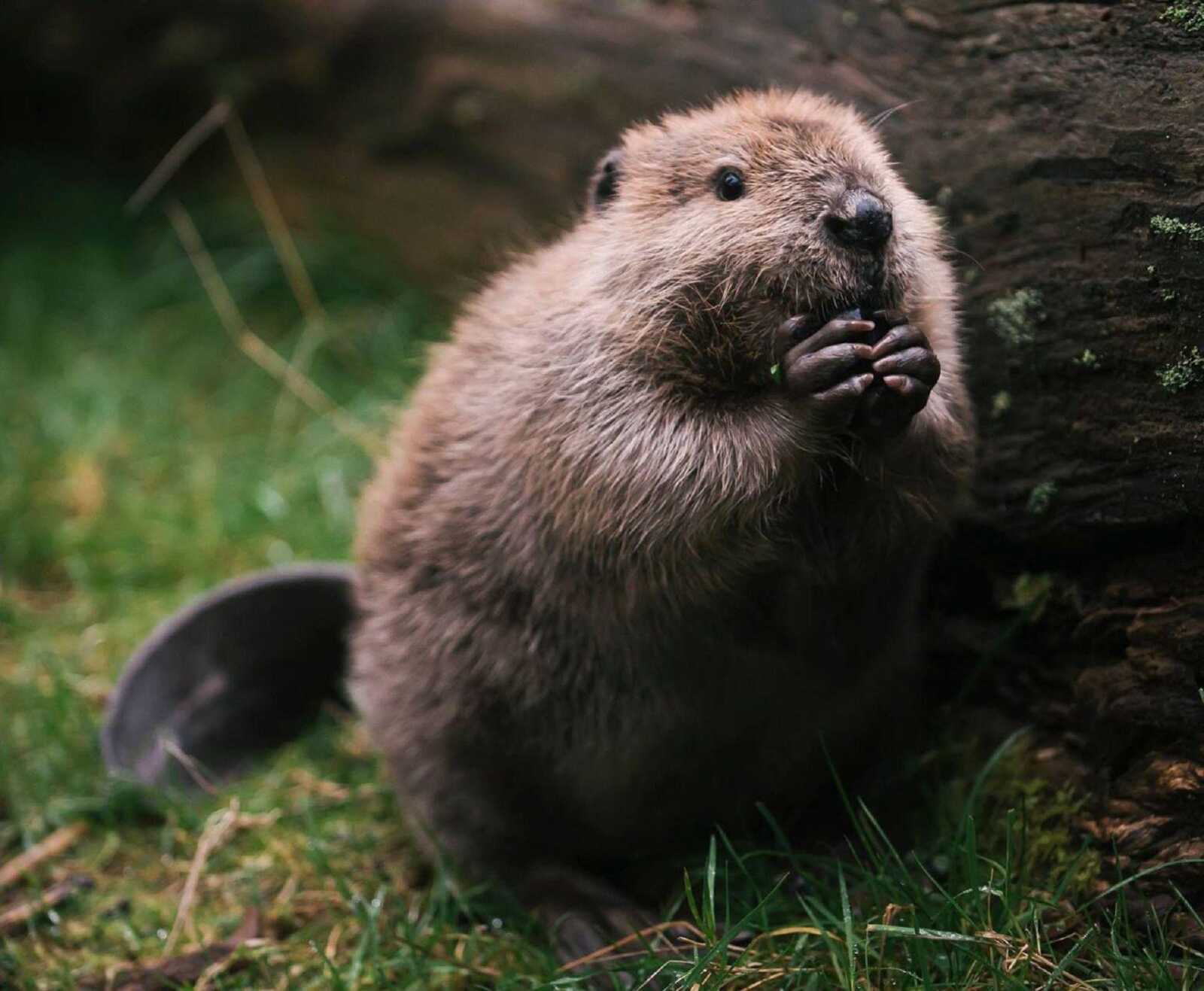 Beaver Wallpapers (43 images) - WallpaperCat