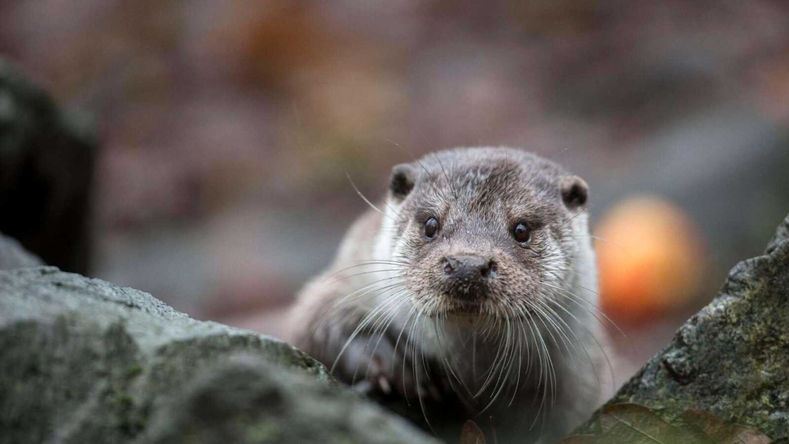 Otter Wallpapers (54 images) - WallpaperCat