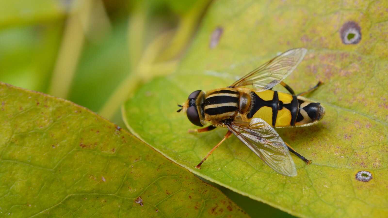 Insect Wallpapers (46 images) - WallpaperCat
