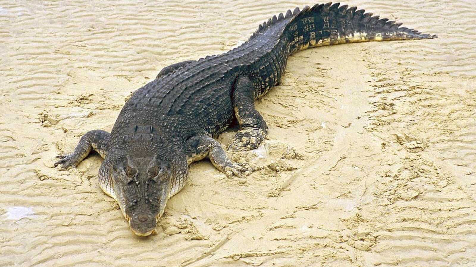 Crocodile Wallpapers (44 images) - WallpaperCat