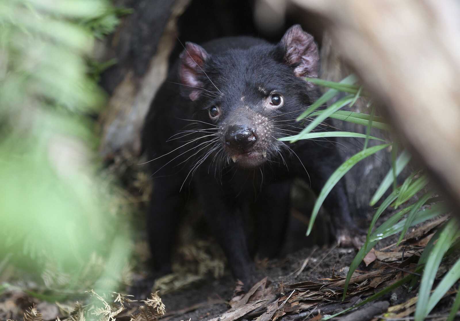 Tasmanian Devil (Animal) Wallpapers (46 images) - WallpaperCat
