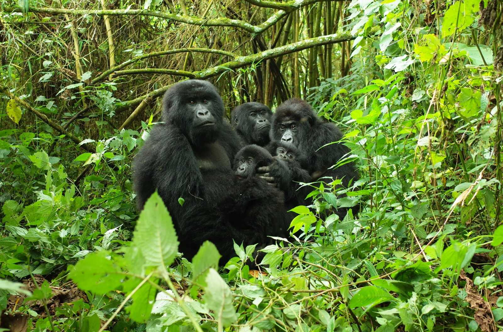 Virunga National Park Wallpapers (25 images) - WallpaperCat