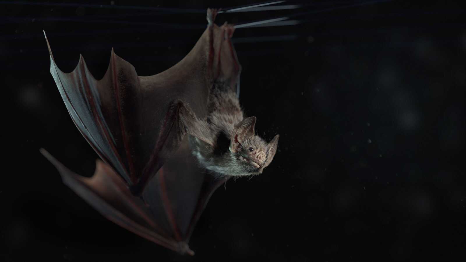 Bat Wallpapers (31 images) - WallpaperCat