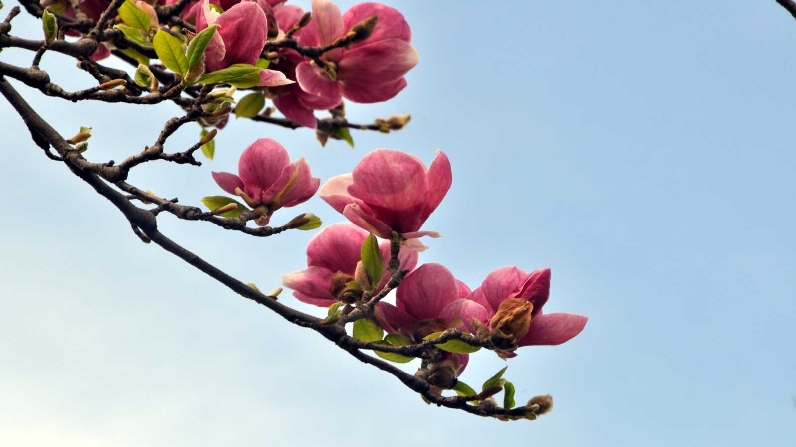 Magnolia Tree Wallpapers (54 images) - WallpaperCat