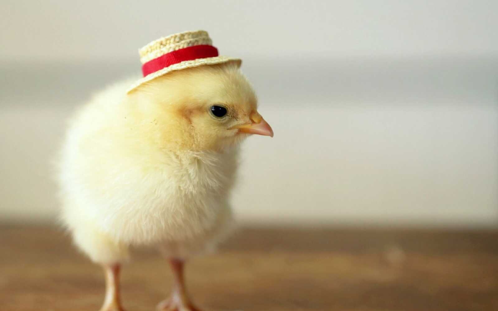 Chicken Wallpapers (39 images) - WallpaperCat