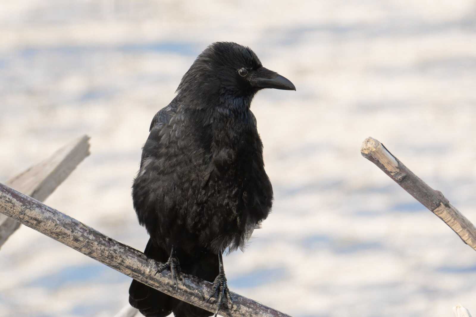 Crow Wallpapers (39 images) - WallpaperCat