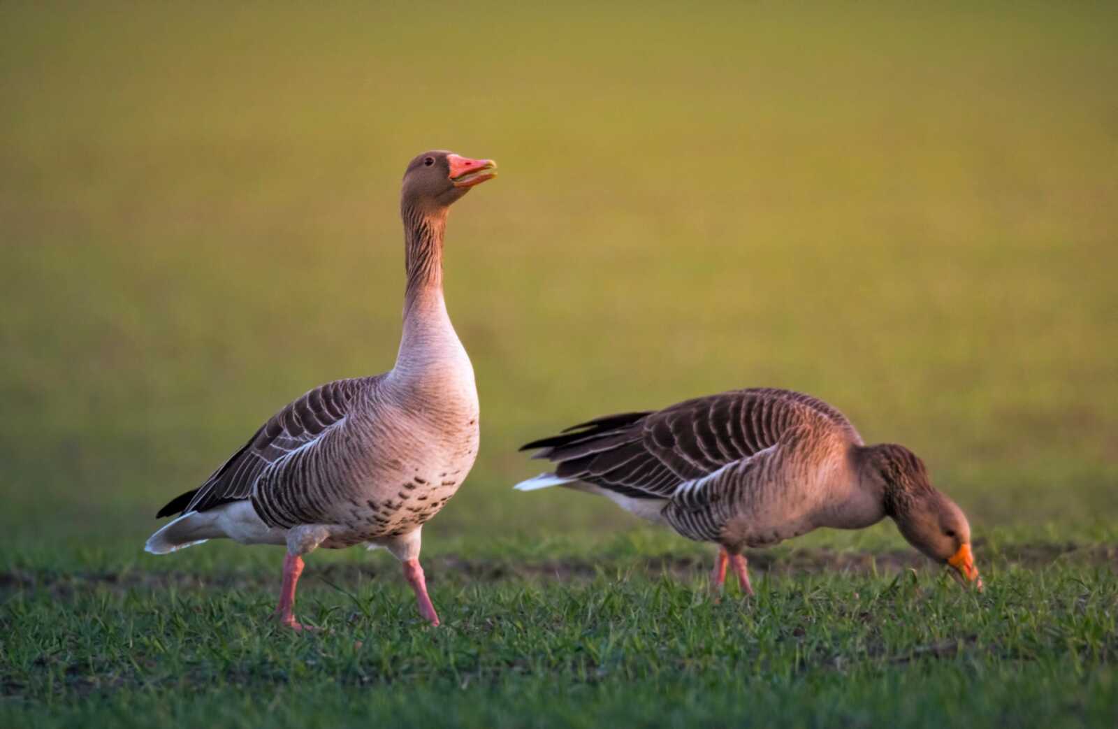 Goose Wallpapers (51 images) - WallpaperCat