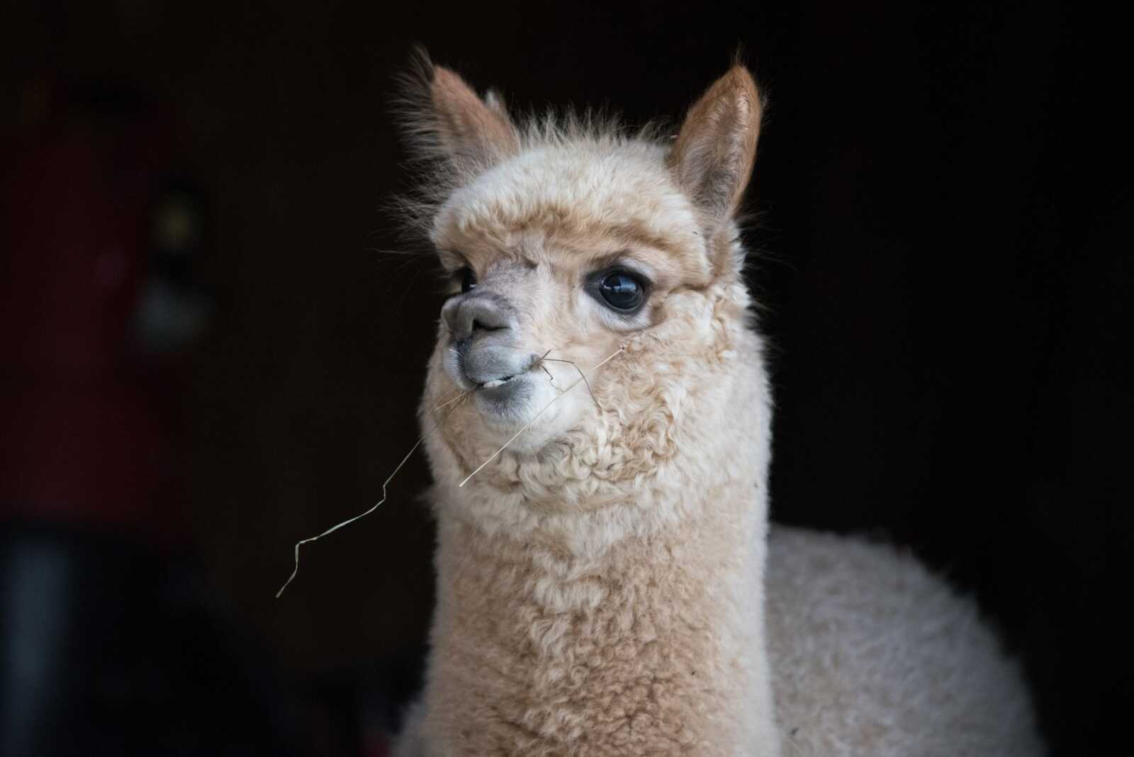 Alpaca Wallpapers (42 images) - WallpaperCat