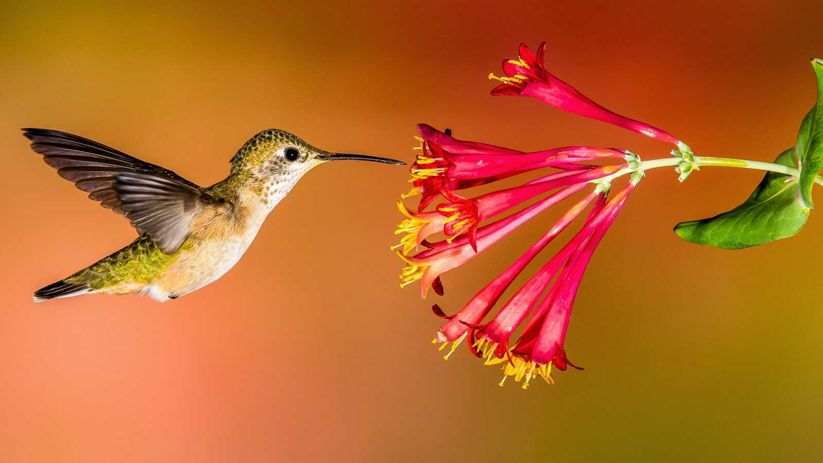 Hummingbird Wallpapers (51 images) - WallpaperCat