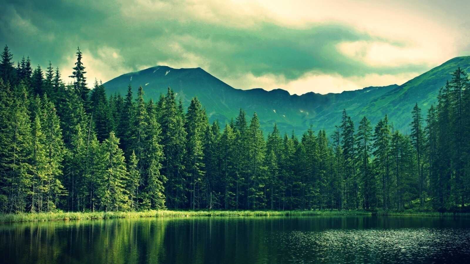 Pine Tree Wallpapers (80 images) - WallpaperCat
