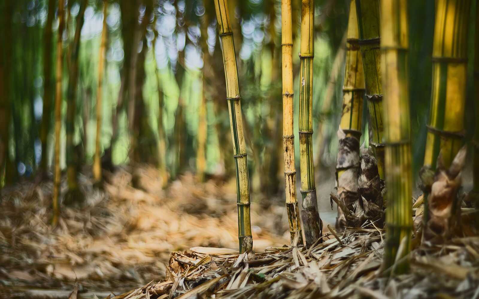 Bamboo Wallpapers (59 images) - WallpaperCat