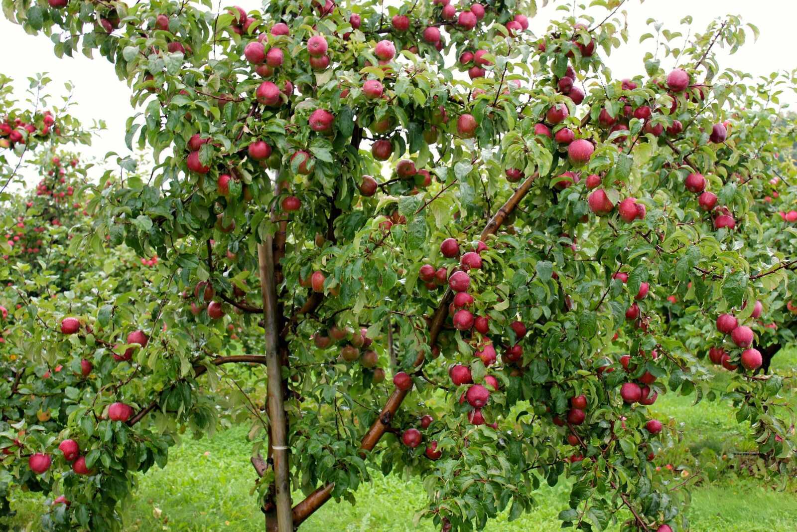 Apple Tree Wallpapers (70 images) - WallpaperCat