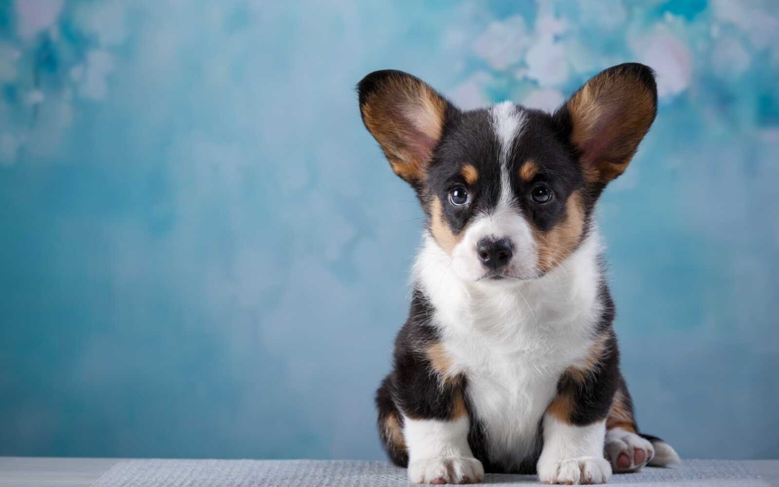 Corgi Wallpapers (61 images) - WallpaperCat