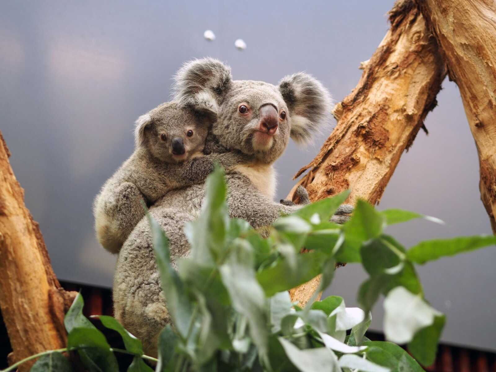 Koala Wallpapers (86 images) - WallpaperCat