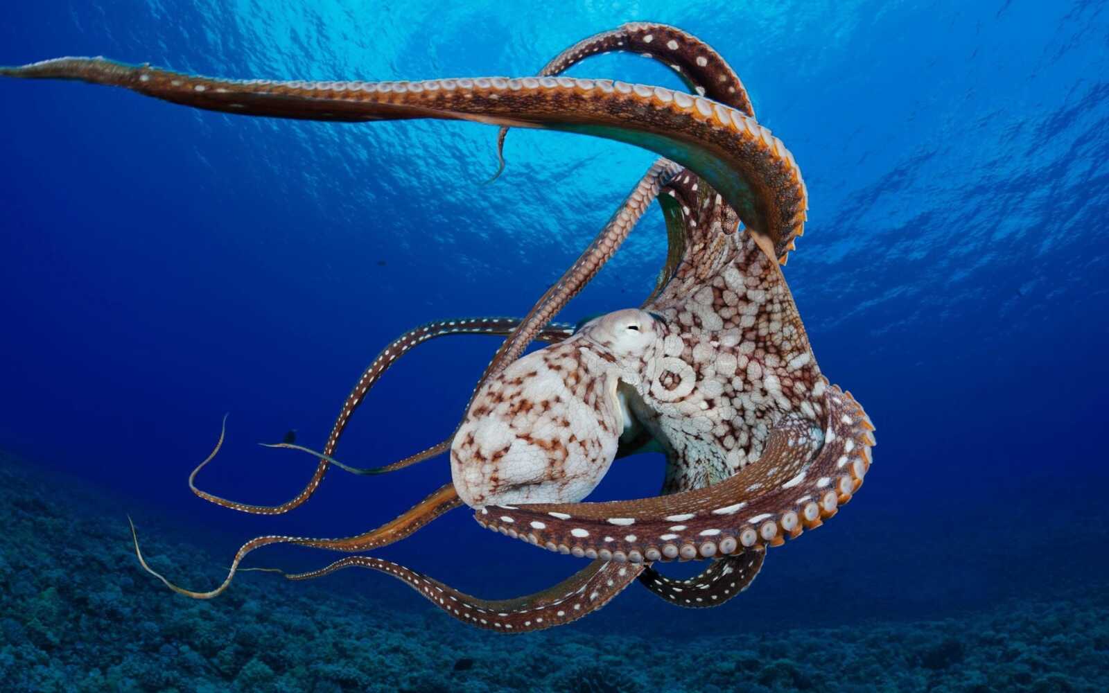 Octopus Wallpapers (24 images) - WallpaperCat