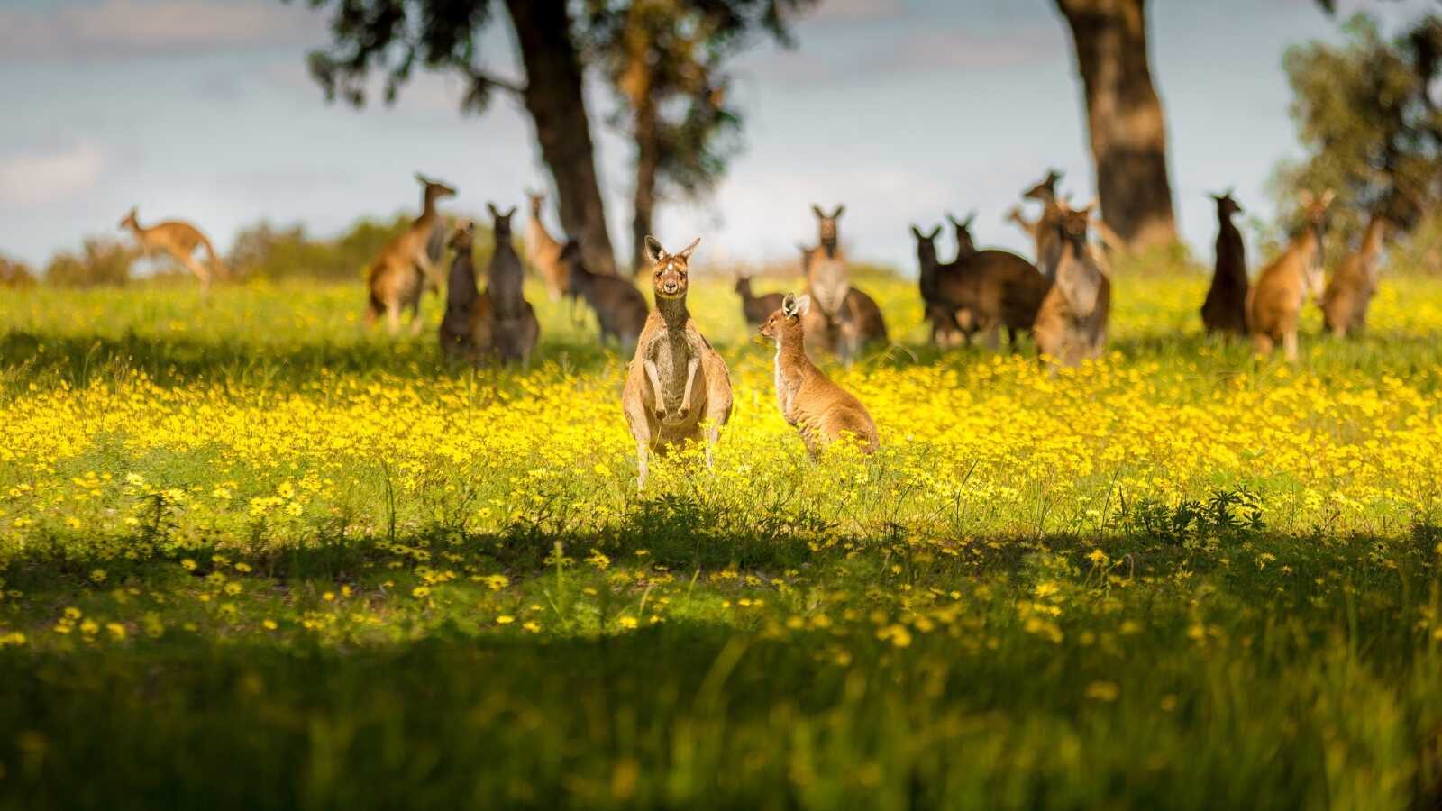 Kangaroo Wallpapers (37 images) - WallpaperCat