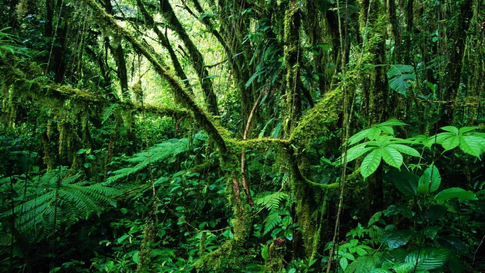 Rainforest Wallpapers (109 images) - WallpaperCat