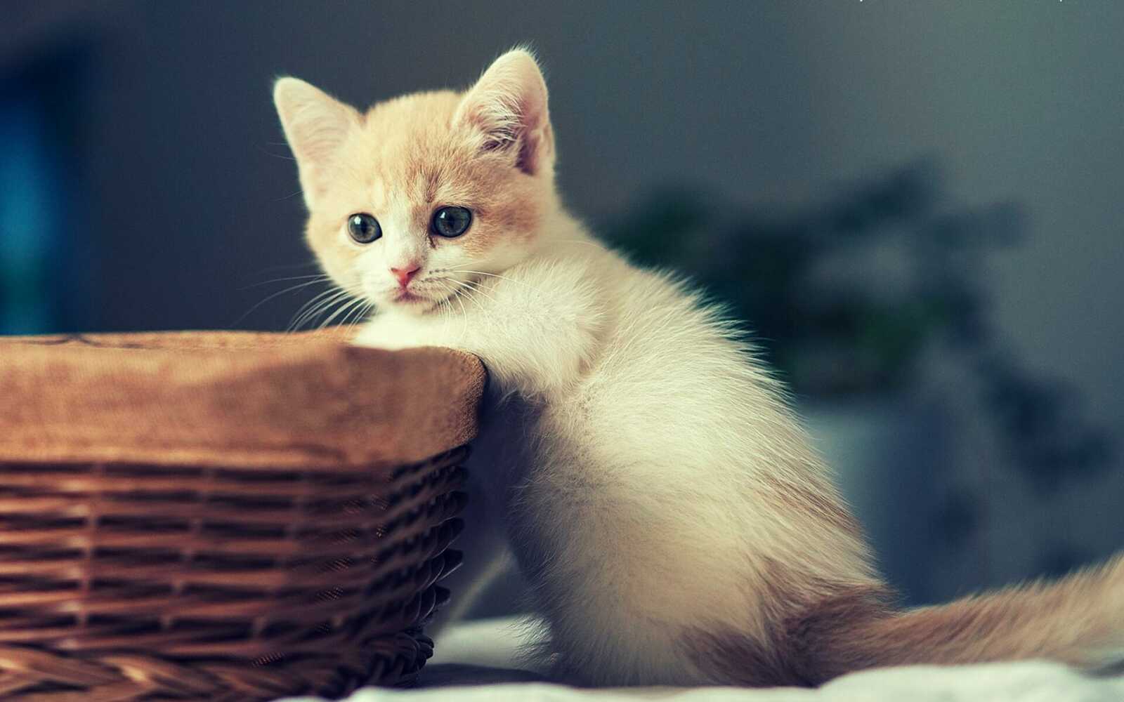 Kitten Wallpapers (115 images) - WallpaperCat
