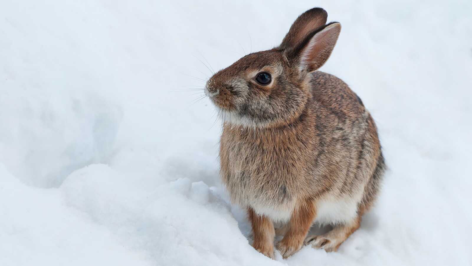 Hare Wallpapers (43 images) - WallpaperCat