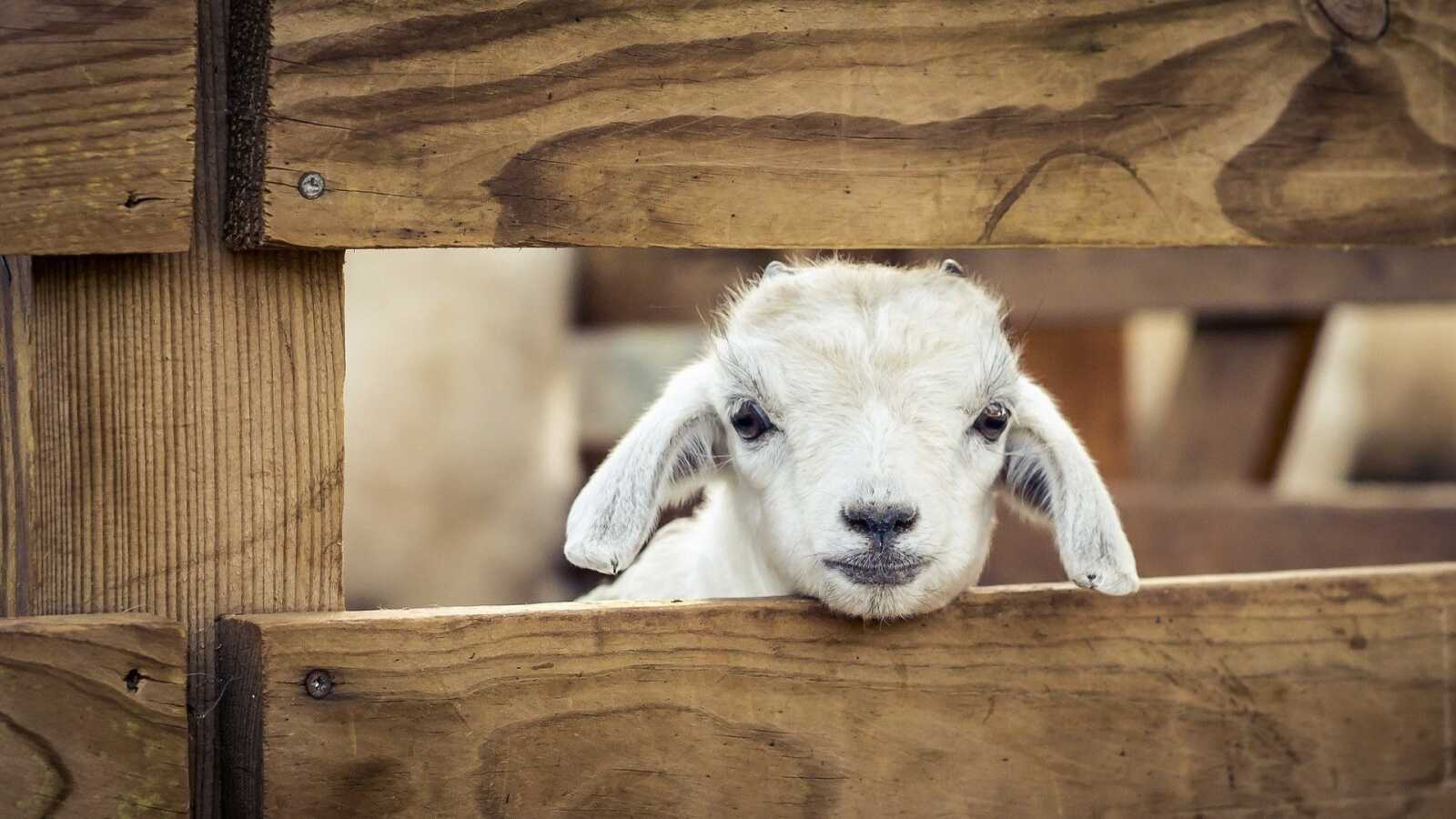 Goat Wallpapers (47 images) - WallpaperCat