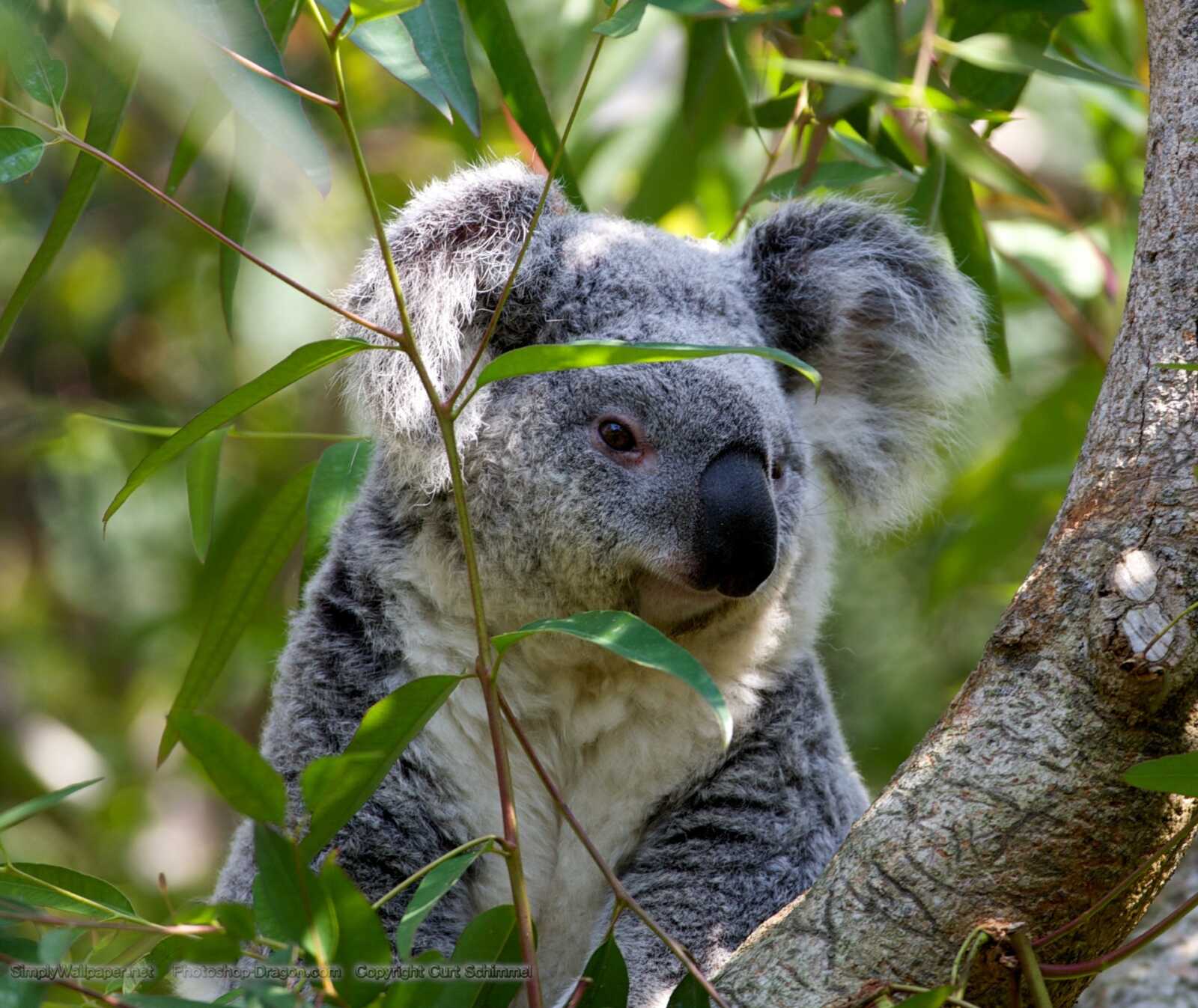 Koala Wallpapers (86 images) - WallpaperCat