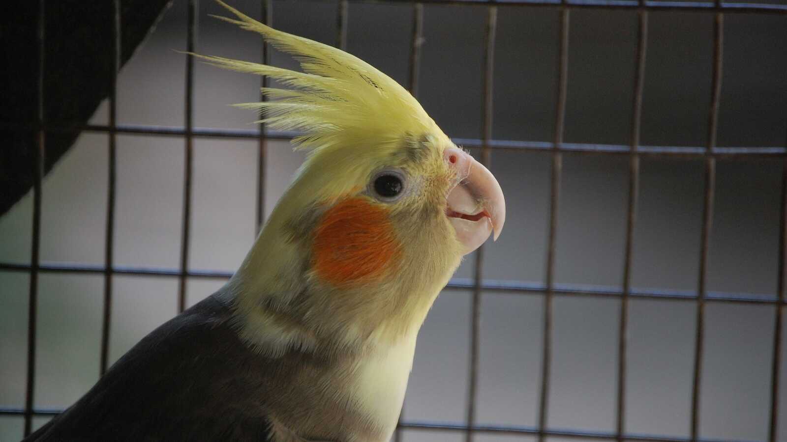 Cockatiel Wallpapers (28 images) - WallpaperCat