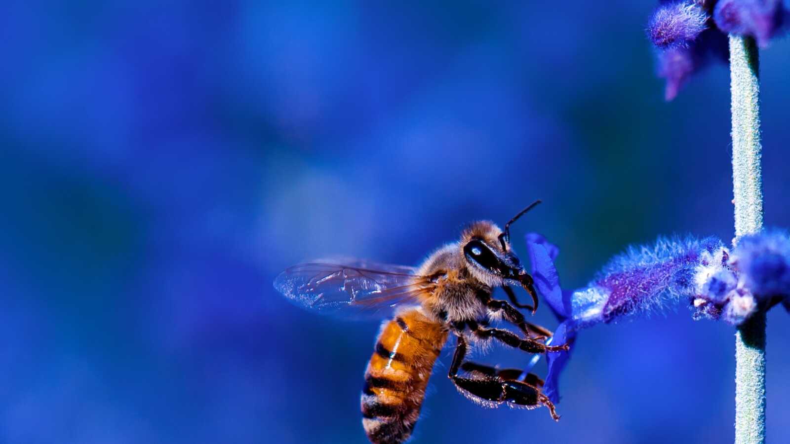 Bee Wallpapers (75 images) - WallpaperCat