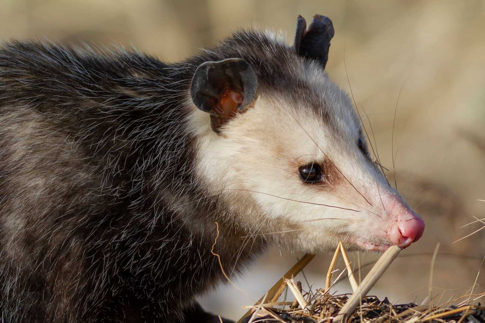 Opossum Wallpapers (38 images) - WallpaperCat