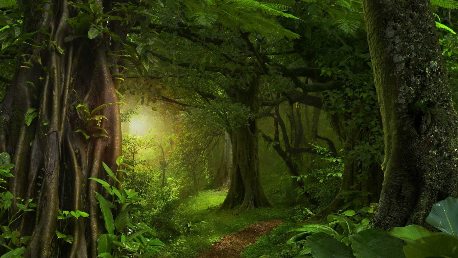 Green Forest Wallpapers (59 images) - WallpaperCat