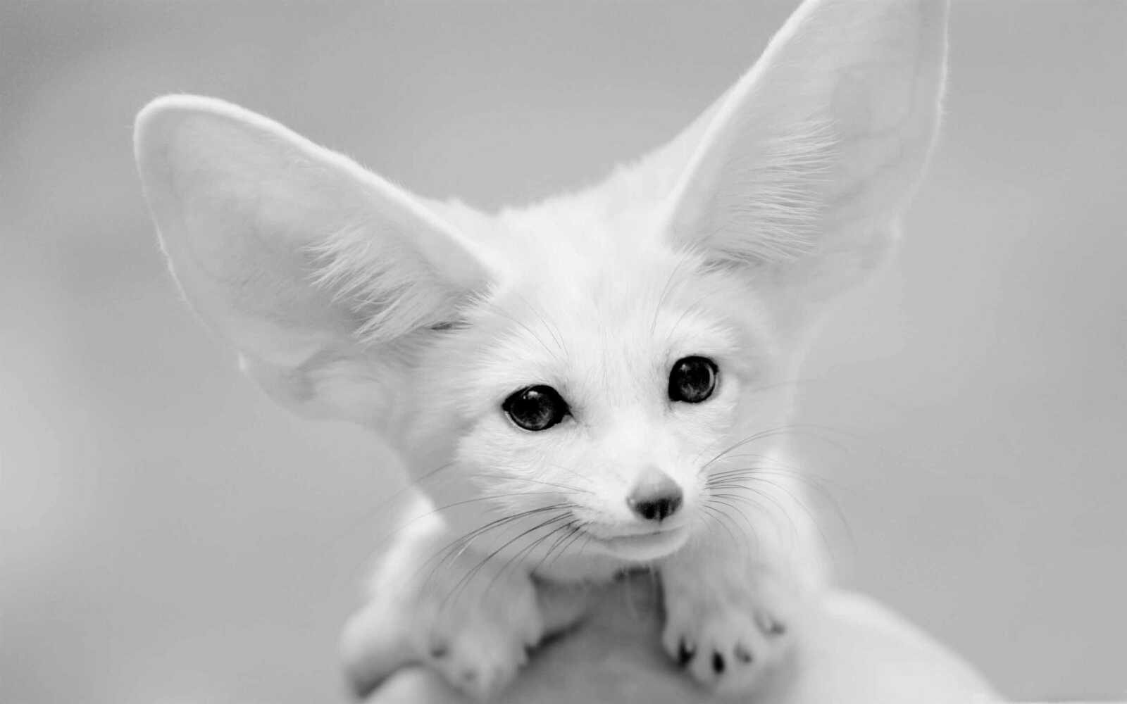 Fox Wallpapers (100 images) - WallpaperCat