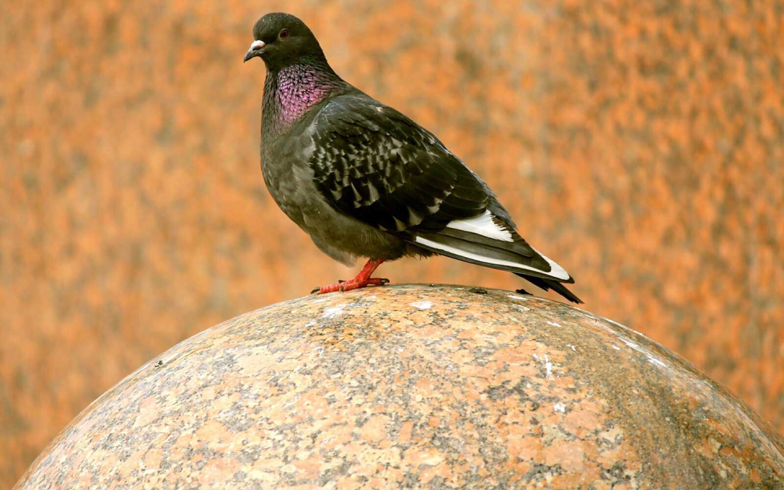 Pigeon Wallpapers (44 images) - WallpaperCat
