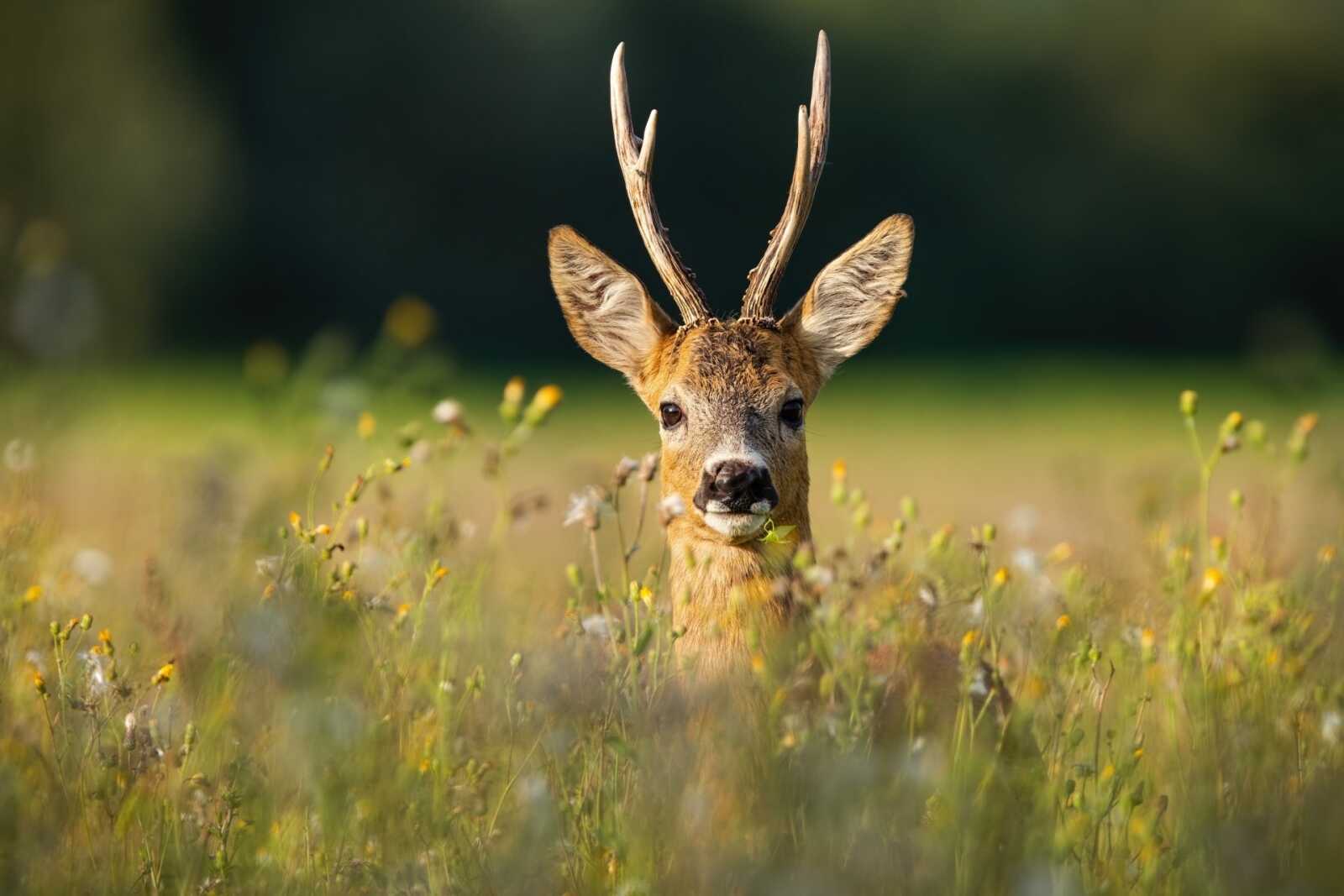 Deer Wallpapers (56 images) - WallpaperCat
