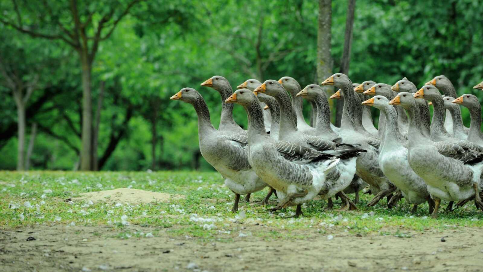 Goose Wallpapers (51 images) - WallpaperCat