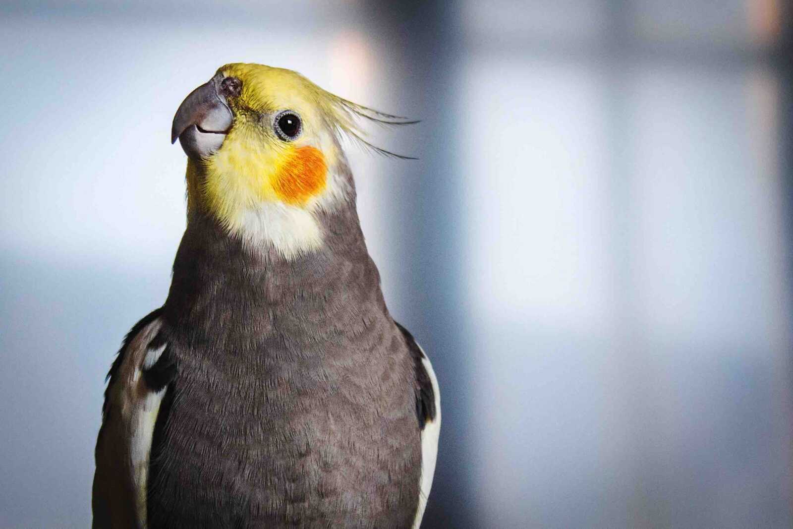 Cockatiel Wallpapers (28 images) - WallpaperCat