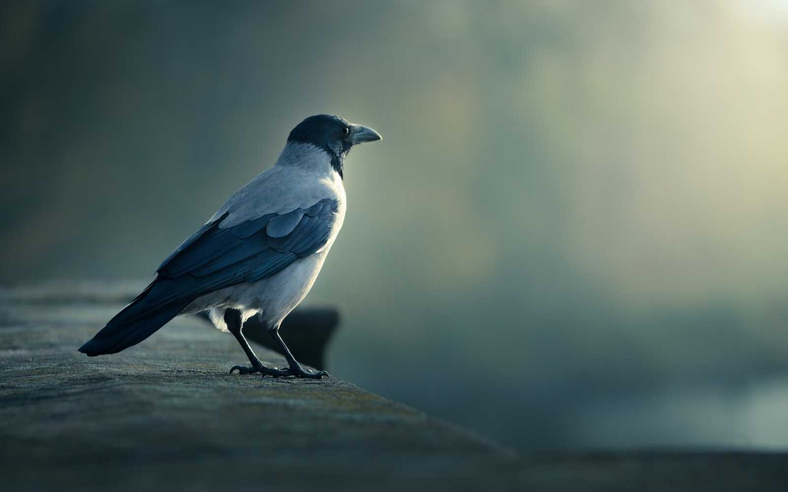 Crow Wallpapers (39 images) - WallpaperCat