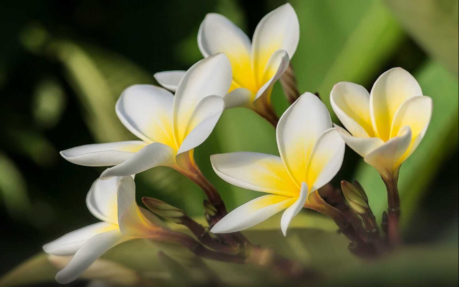 Frangipani Flower Wallpapers (81 images) - WallpaperCat