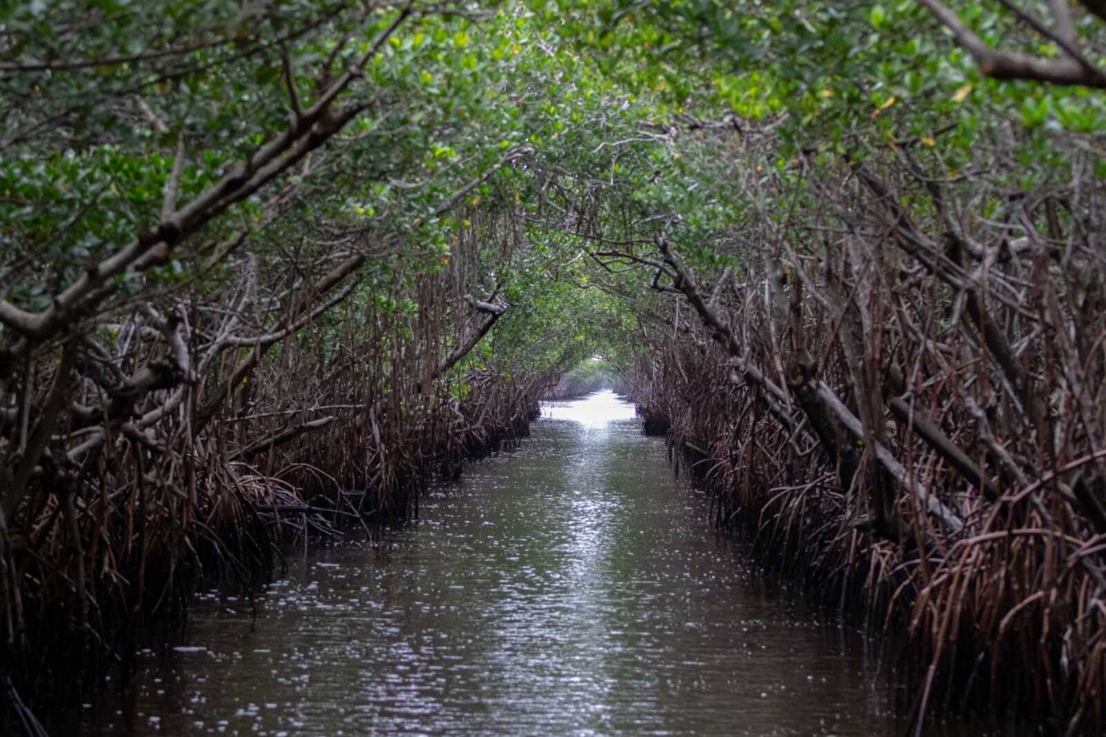 Everglades National Park Wallpapers (51 images) - WallpaperCat