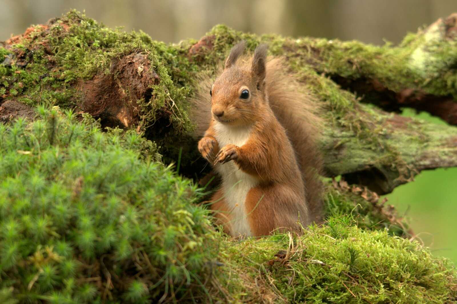 Squirrel Wallpapers (98 images) - WallpaperCat