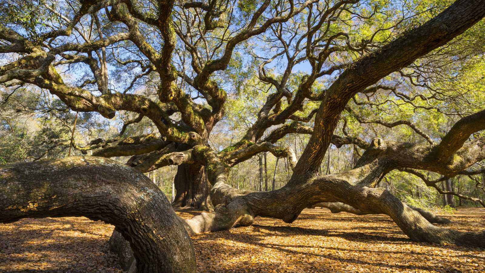 South Carolina Wallpapers (41 images) - WallpaperCat