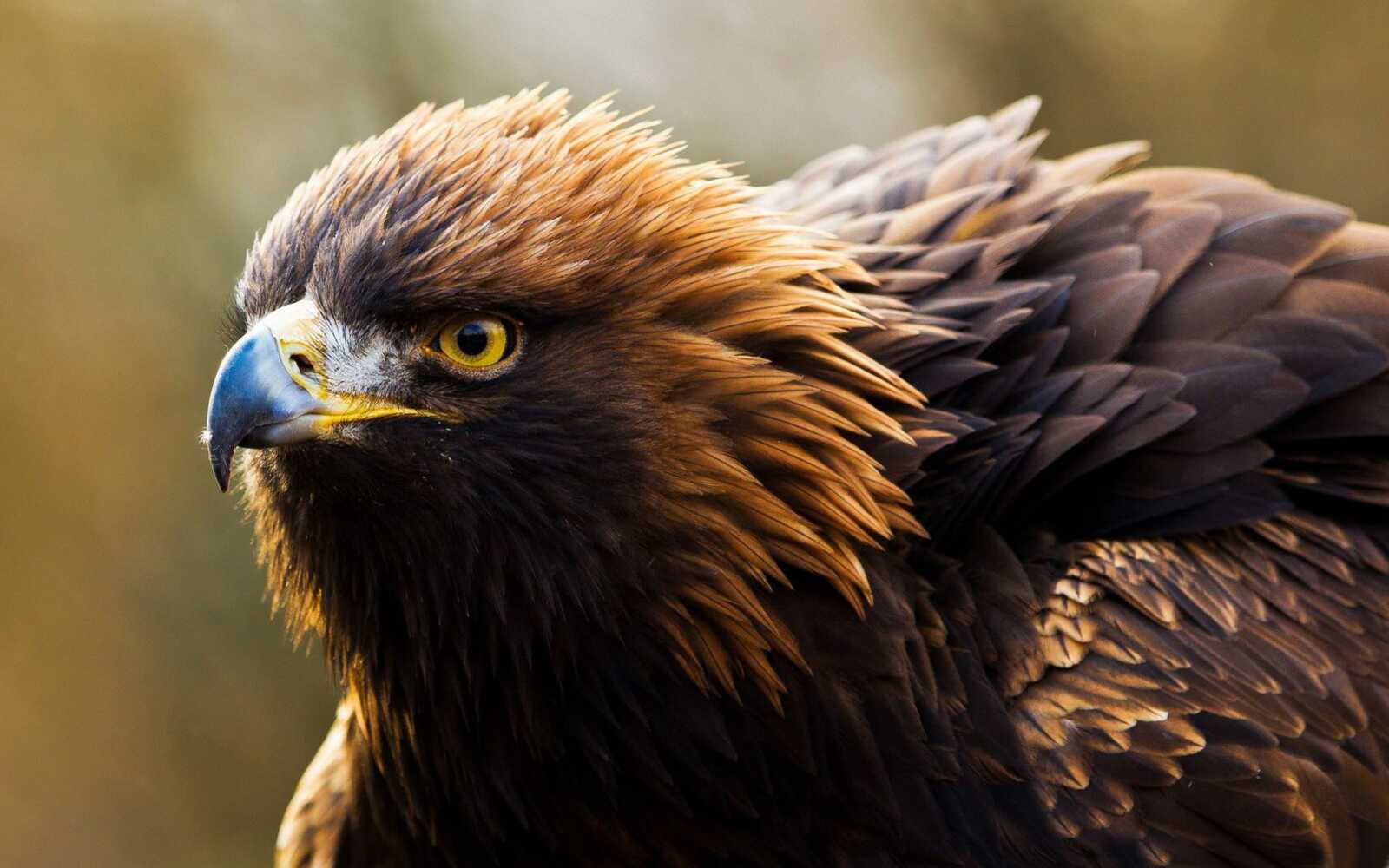 Hawk Wallpapers (46 images) - WallpaperCat