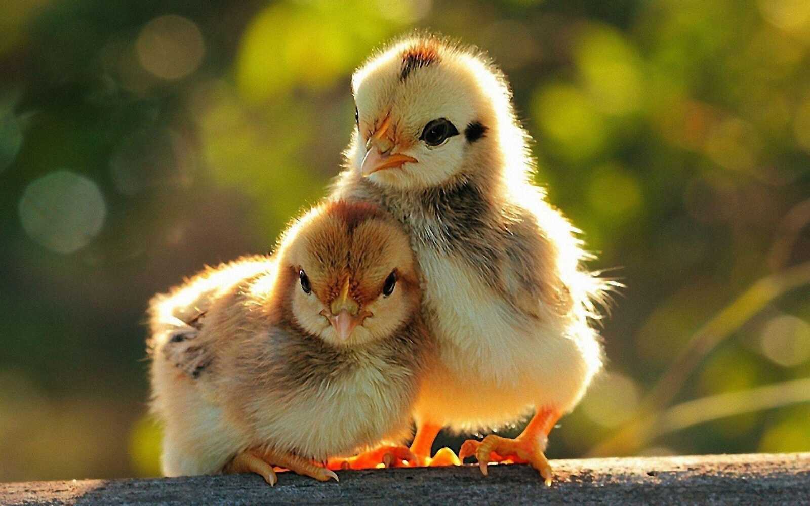 Chicken Wallpapers (39 images) - WallpaperCat