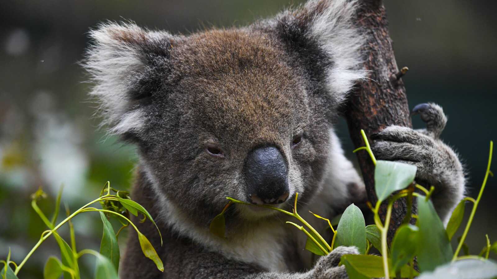Koala Wallpapers (86 images) - WallpaperCat