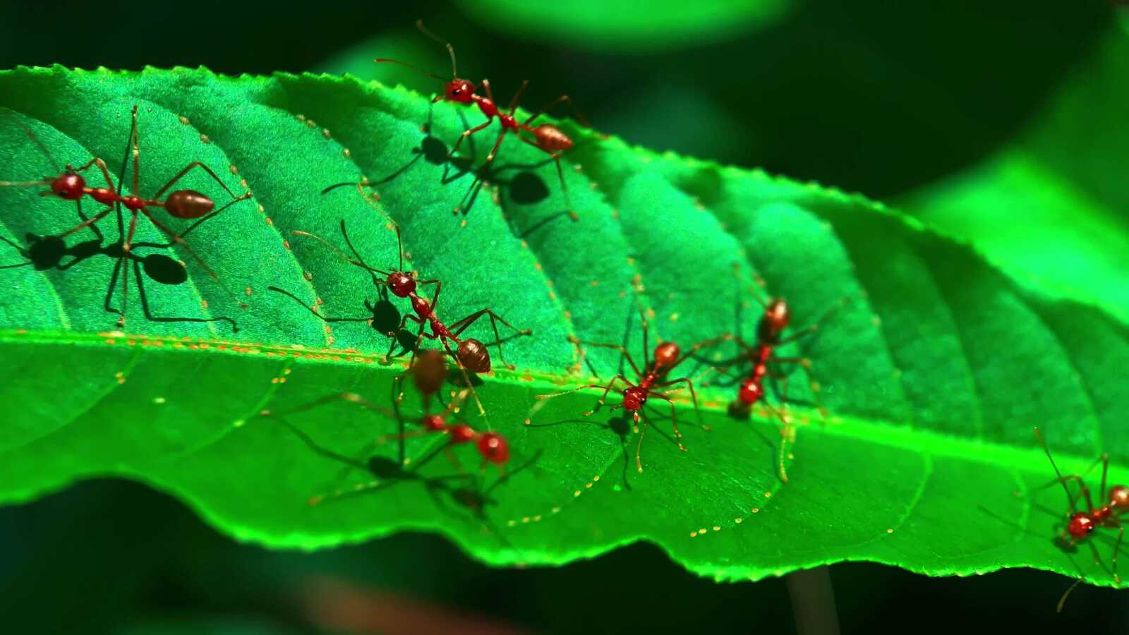Ant Wallpapers (35 images) - WallpaperCat