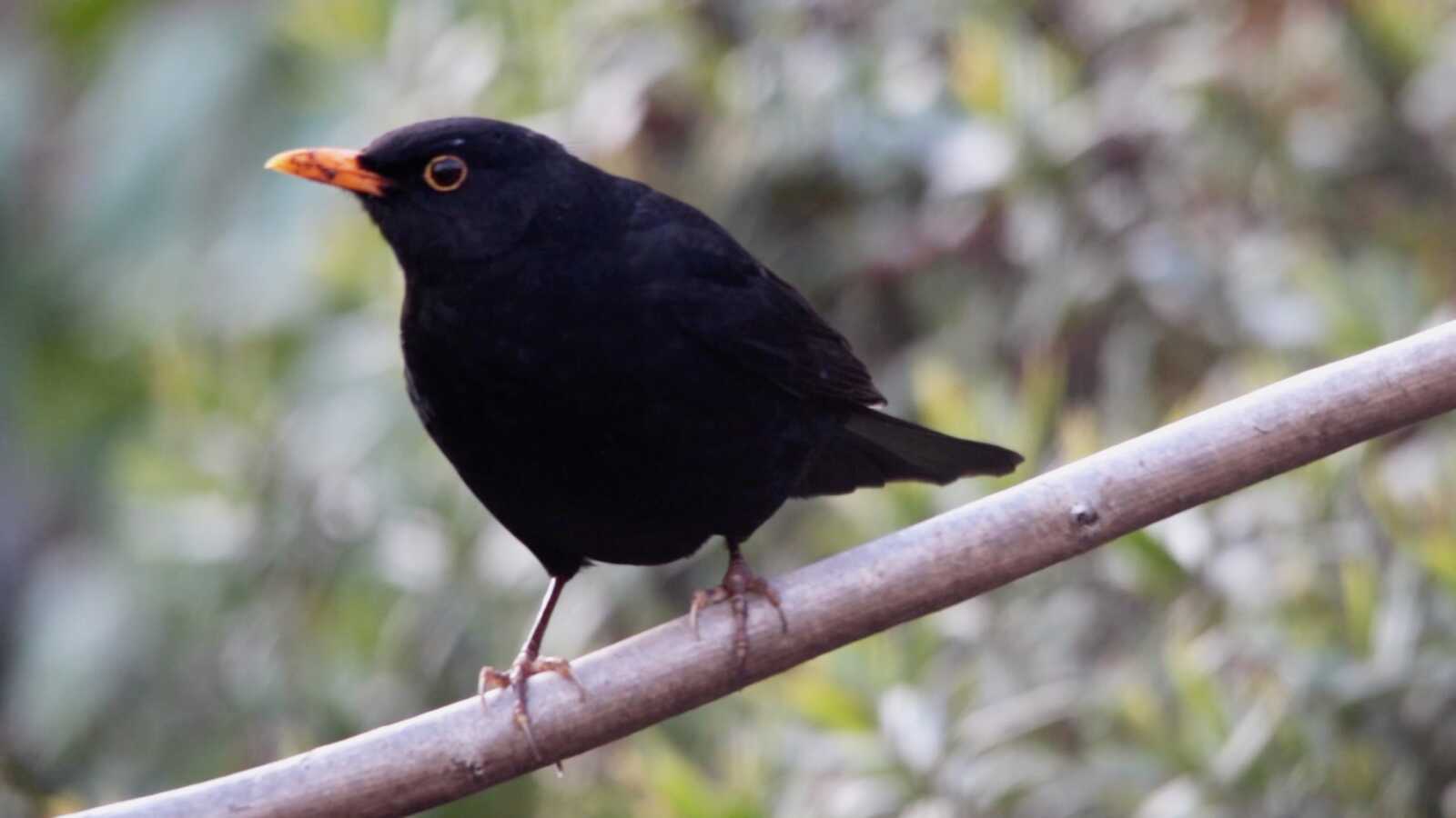 Common Blackbird Wallpapers (30 images) - WallpaperCat