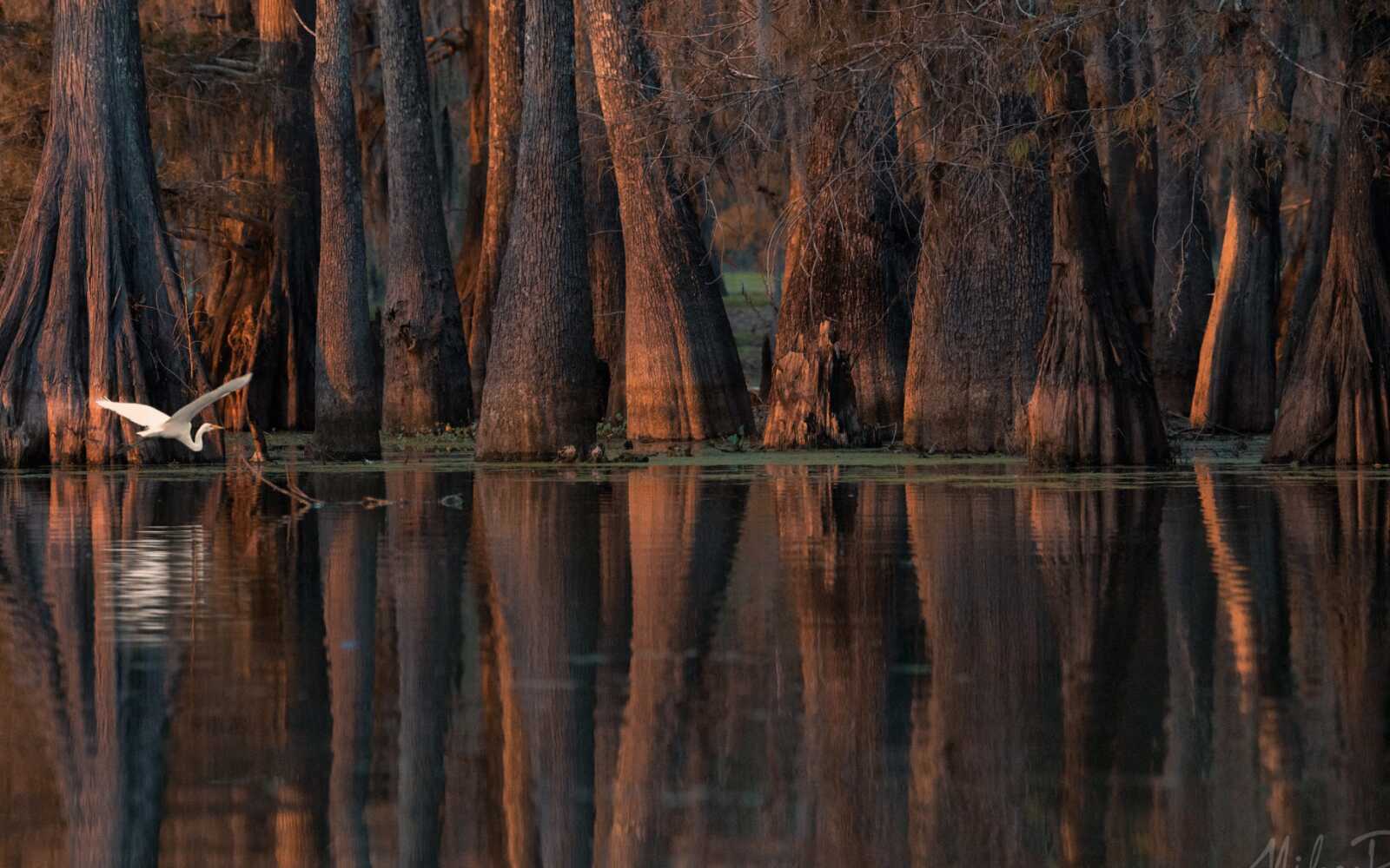 Cypress Tree Wallpapers (40 images) - WallpaperCat