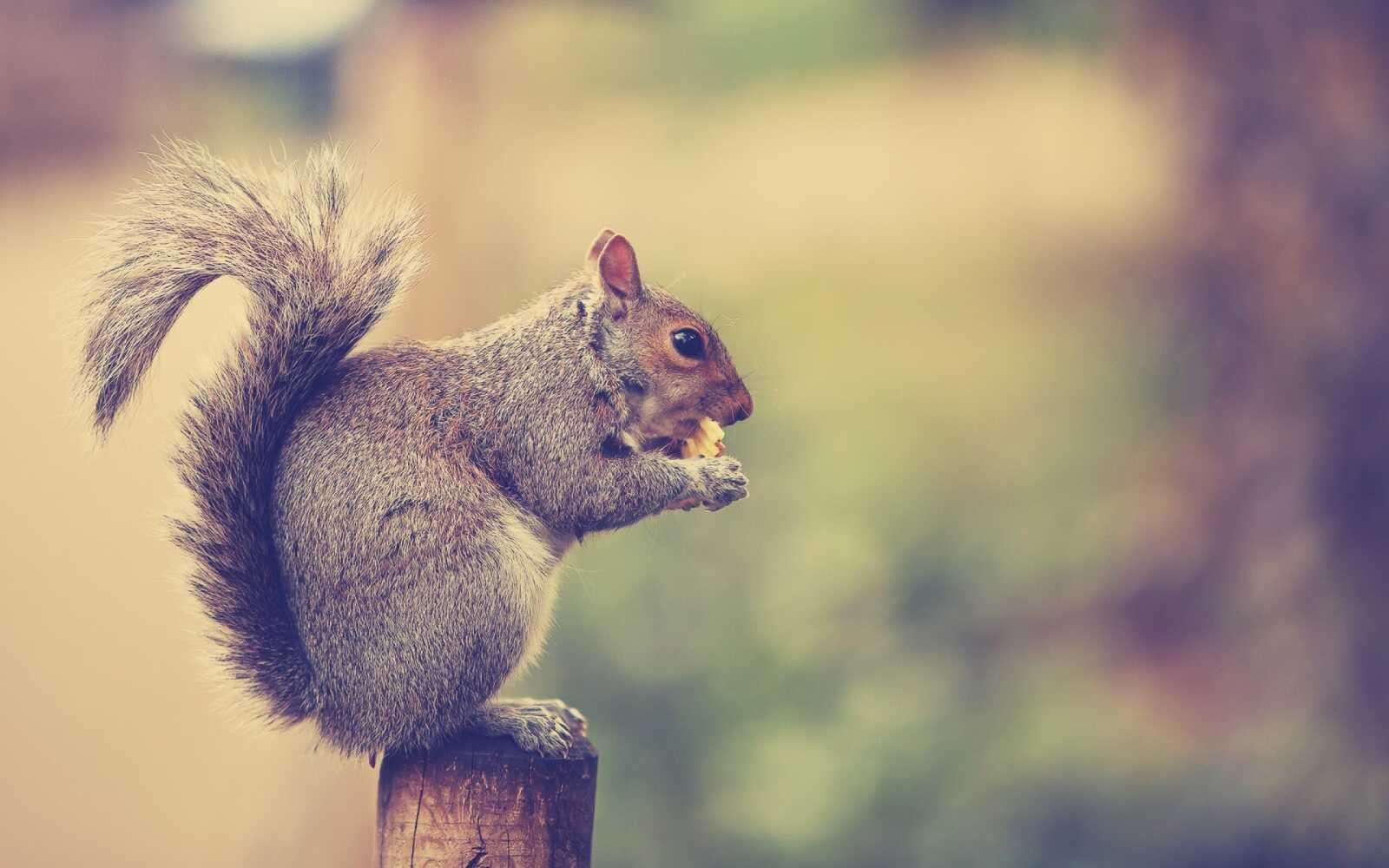 Squirrel Wallpapers (98 images) - WallpaperCat