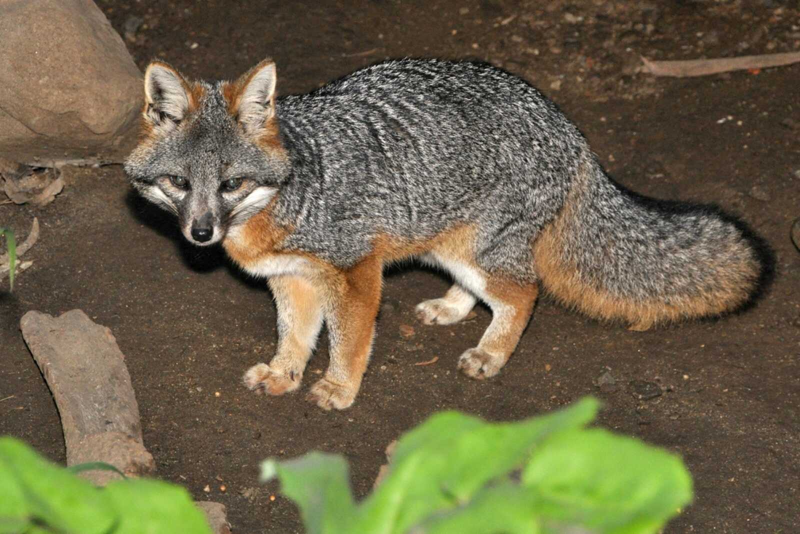 Gray Fox Wallpapers (24 images) - WallpaperCat