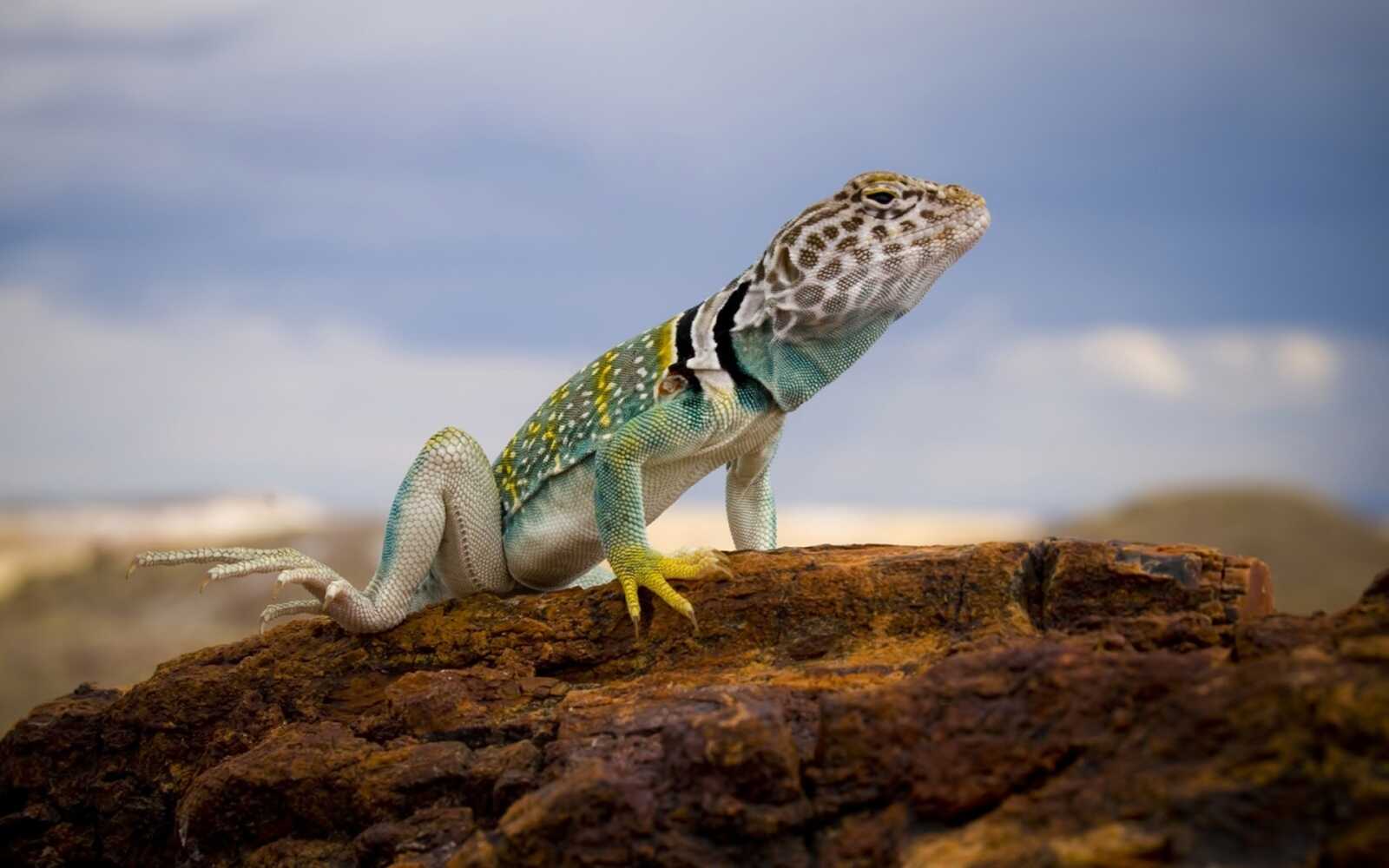 Lizard Wallpapers (56 images) - WallpaperCat